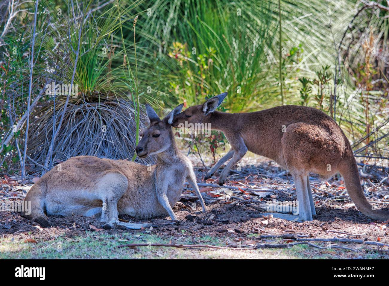Female Western Grey kangaroo and joey Stock Photo - Alamy