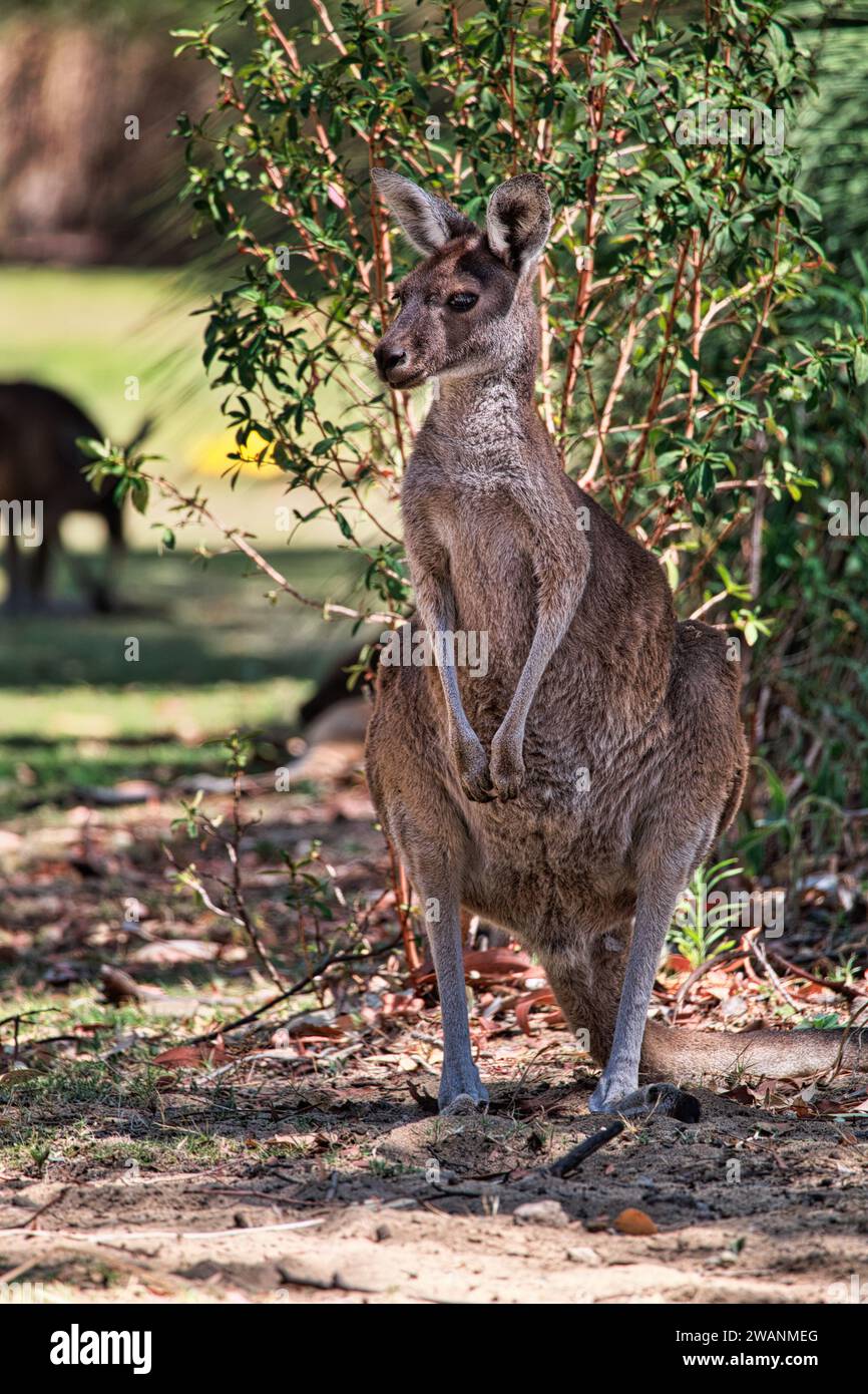 Female western grey kangaroo standing Stock Photo - Alamy