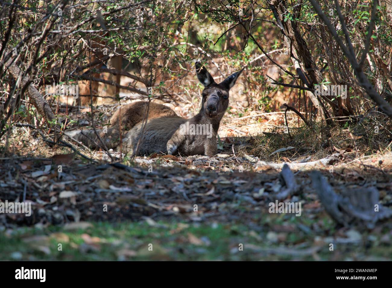 Chilling kangaroo hi-res stock photography and images - Alamy
