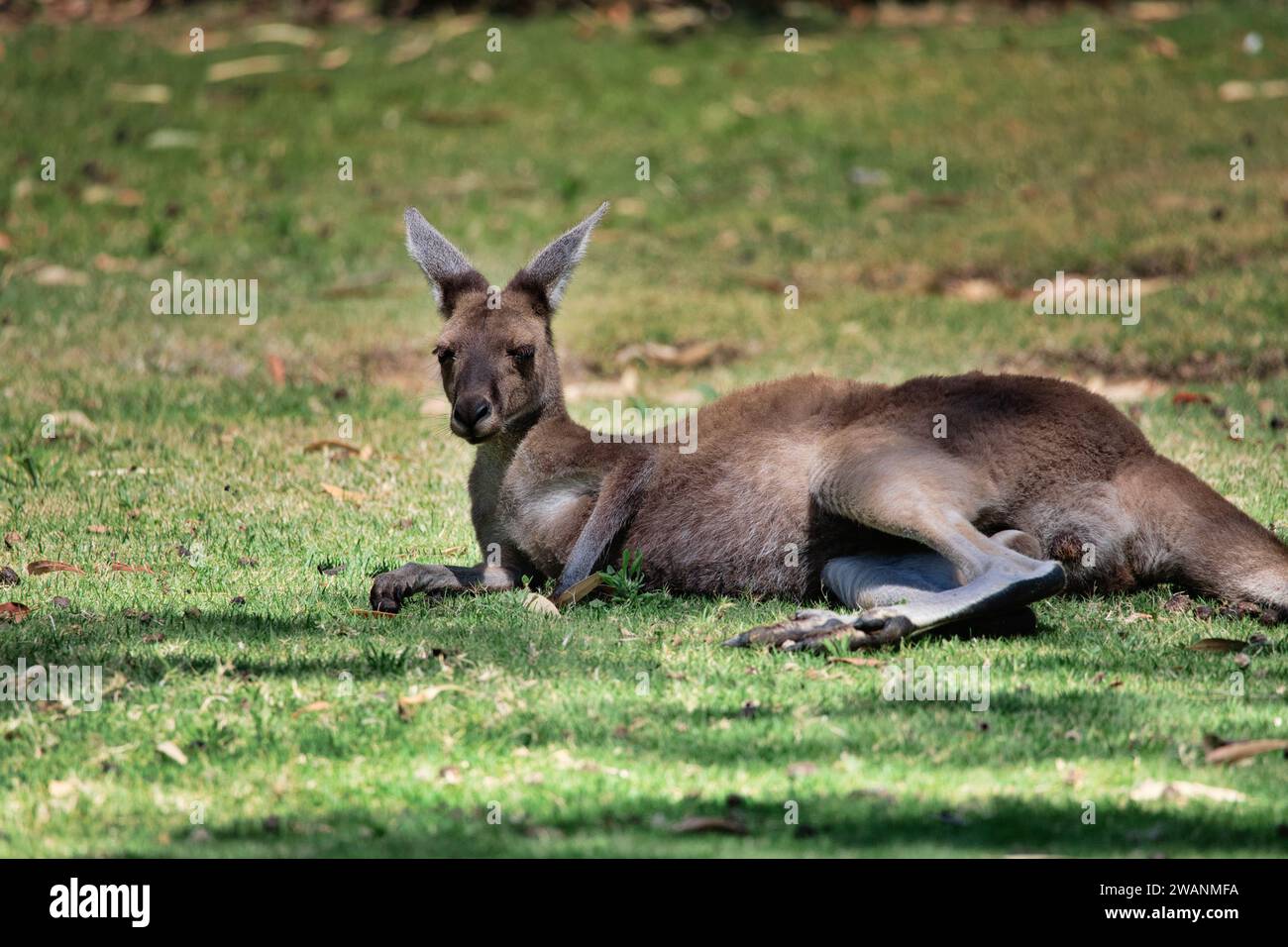 Chilling kangaroo hi-res stock photography and images - Alamy