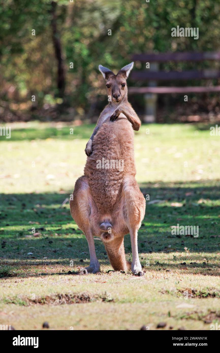 Large male western grey kangaroo having a scratch Stock Photo - Alamy