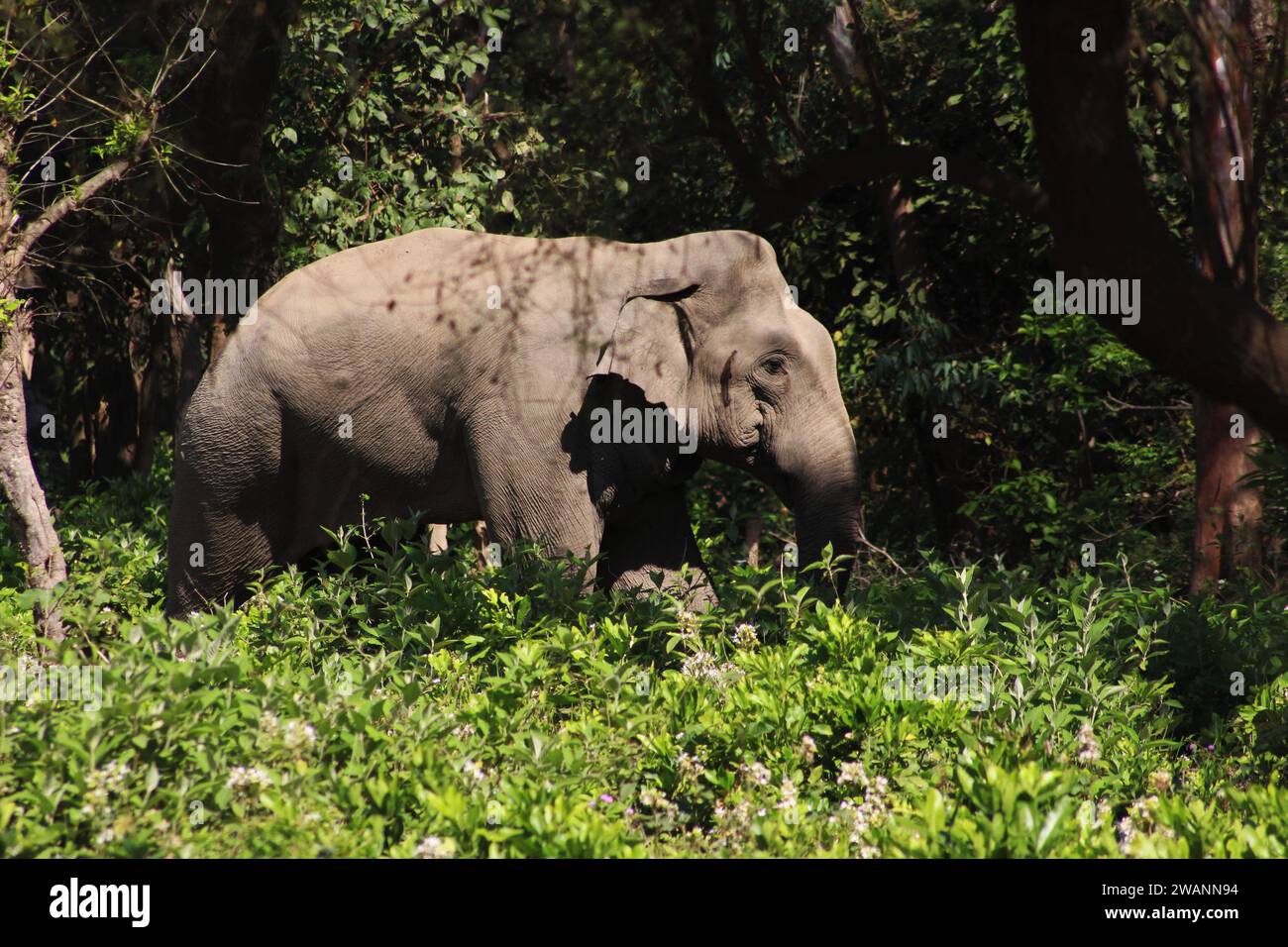 Makhna Asian Elephant (Tusk less Male Elephant) foraging through the ...
