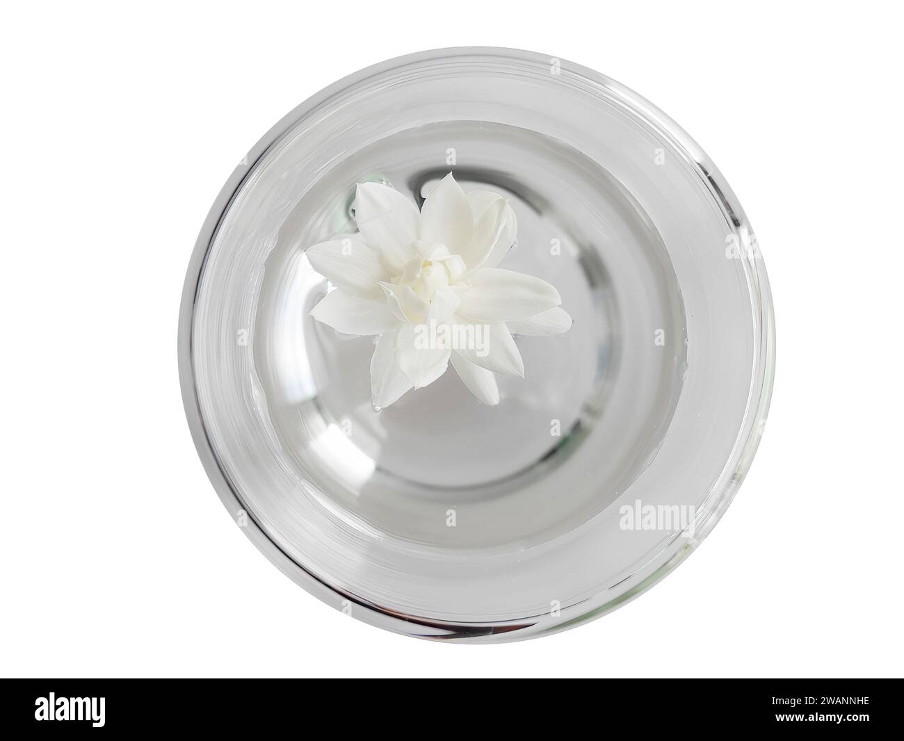 Top view, Single white flower of Grand Duke of Tuscany, Arabian white ...