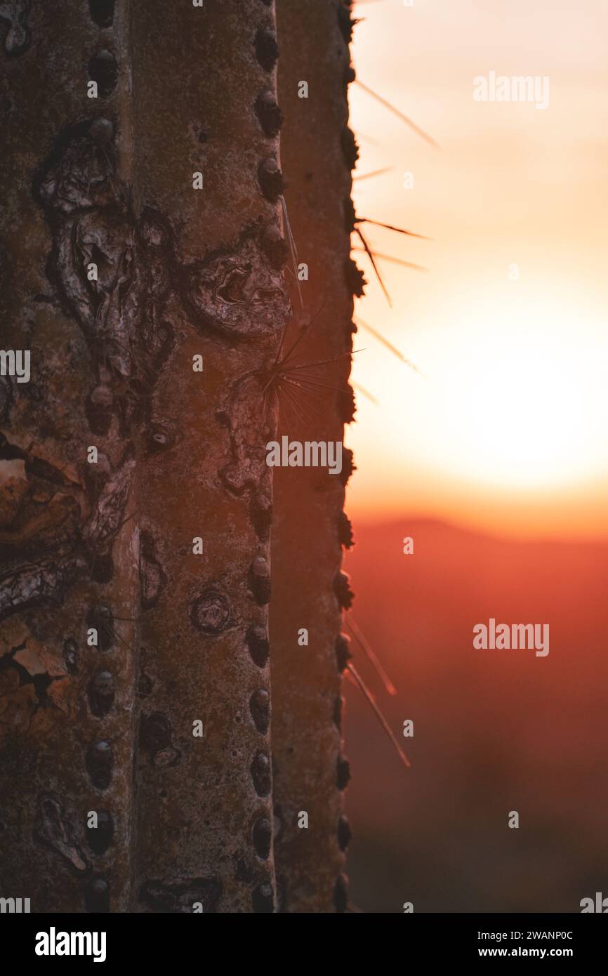 Wild Arizona cactus with desert sunset background Stock Photo - Alamy