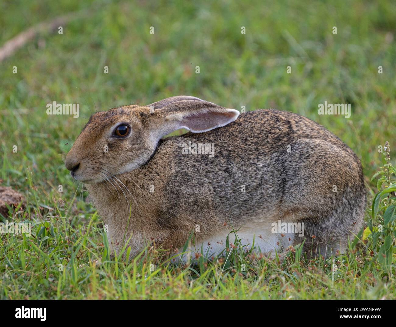 Hare ears grass hi-res stock photography and images - Alamy