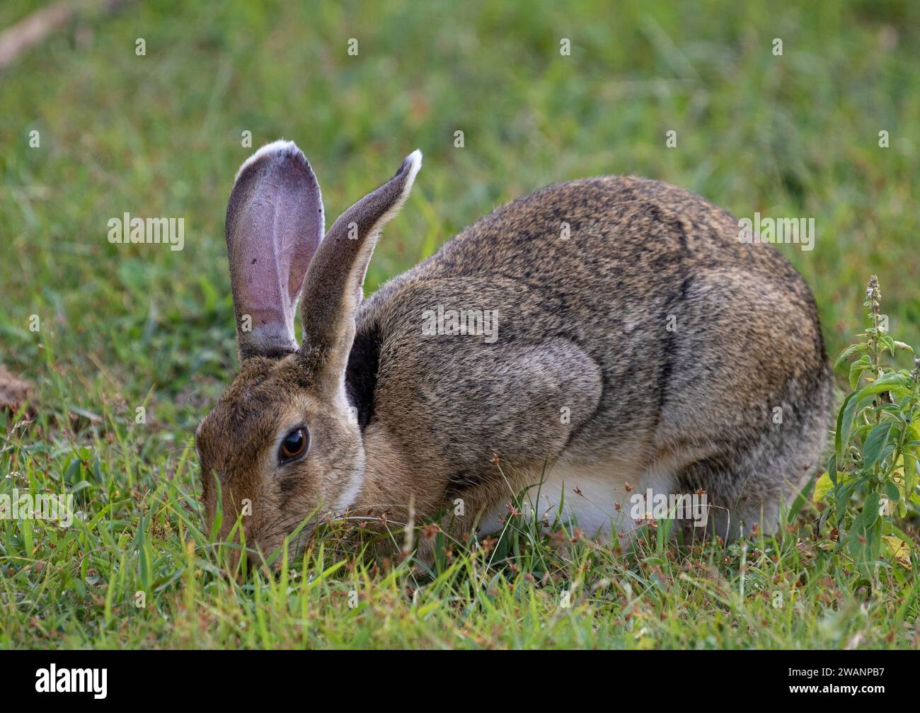 Portrait of a hare with two long ears sitting on the green grass ...