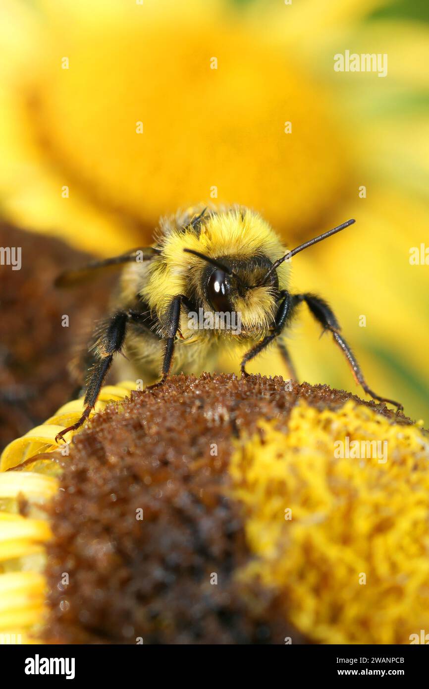 Vertical closeup on a colorful cleptoparasite gypsy's cuckoo bumblebee ...