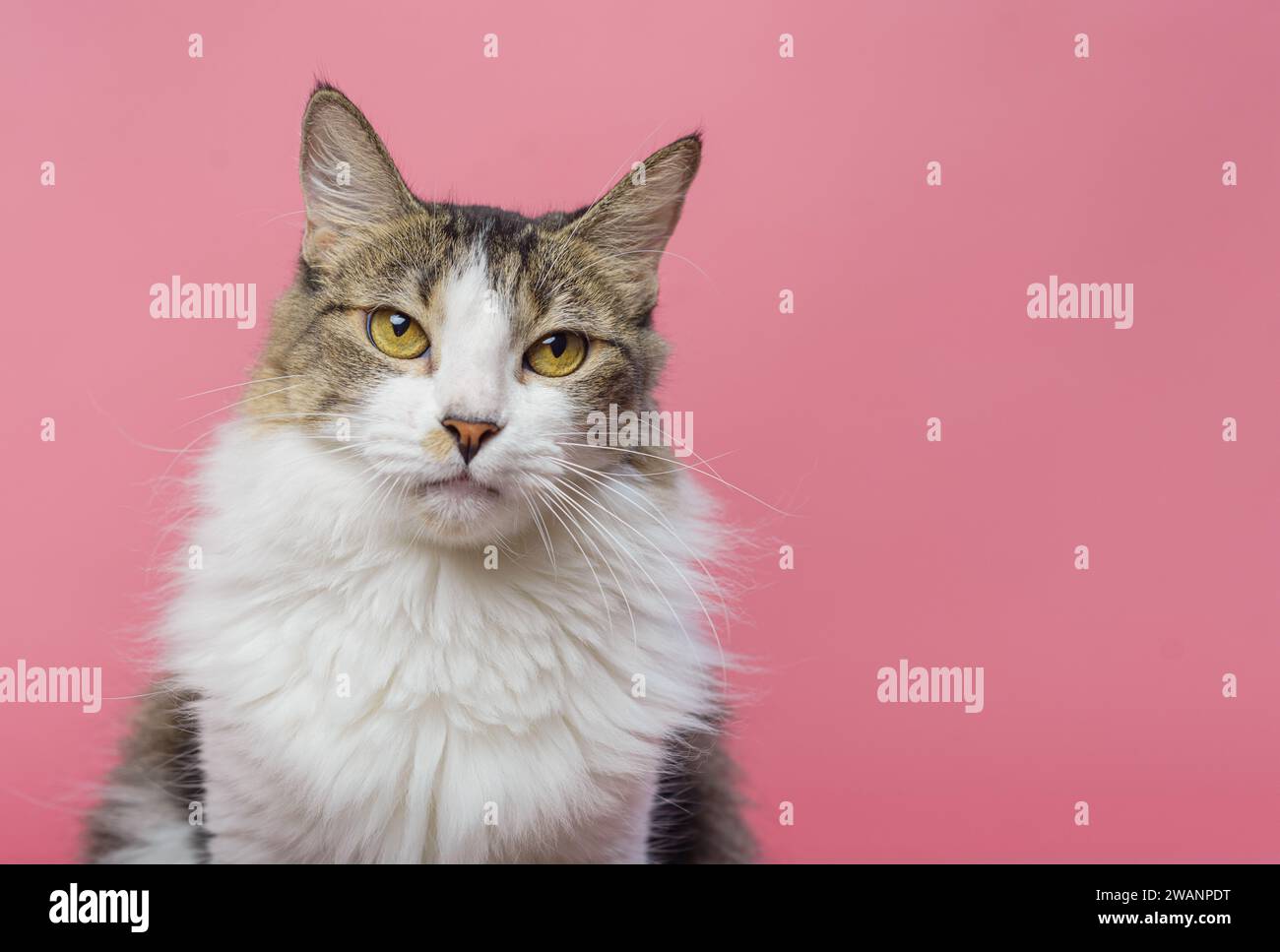 Portrait of white chest tabby cat. Pink background Stock Photo - Alamy