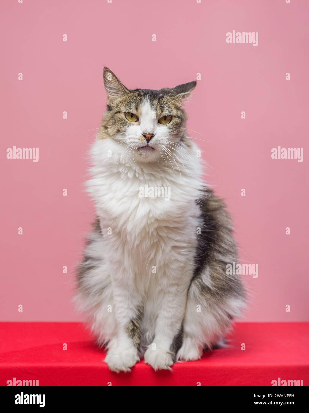 Portrait of white chest tabby cat. Pink background Stock Photo - Alamy