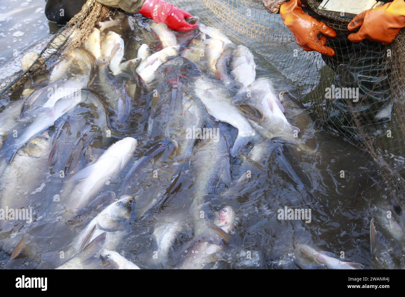 The fish in the water fishing nets Stock Photo - Alamy