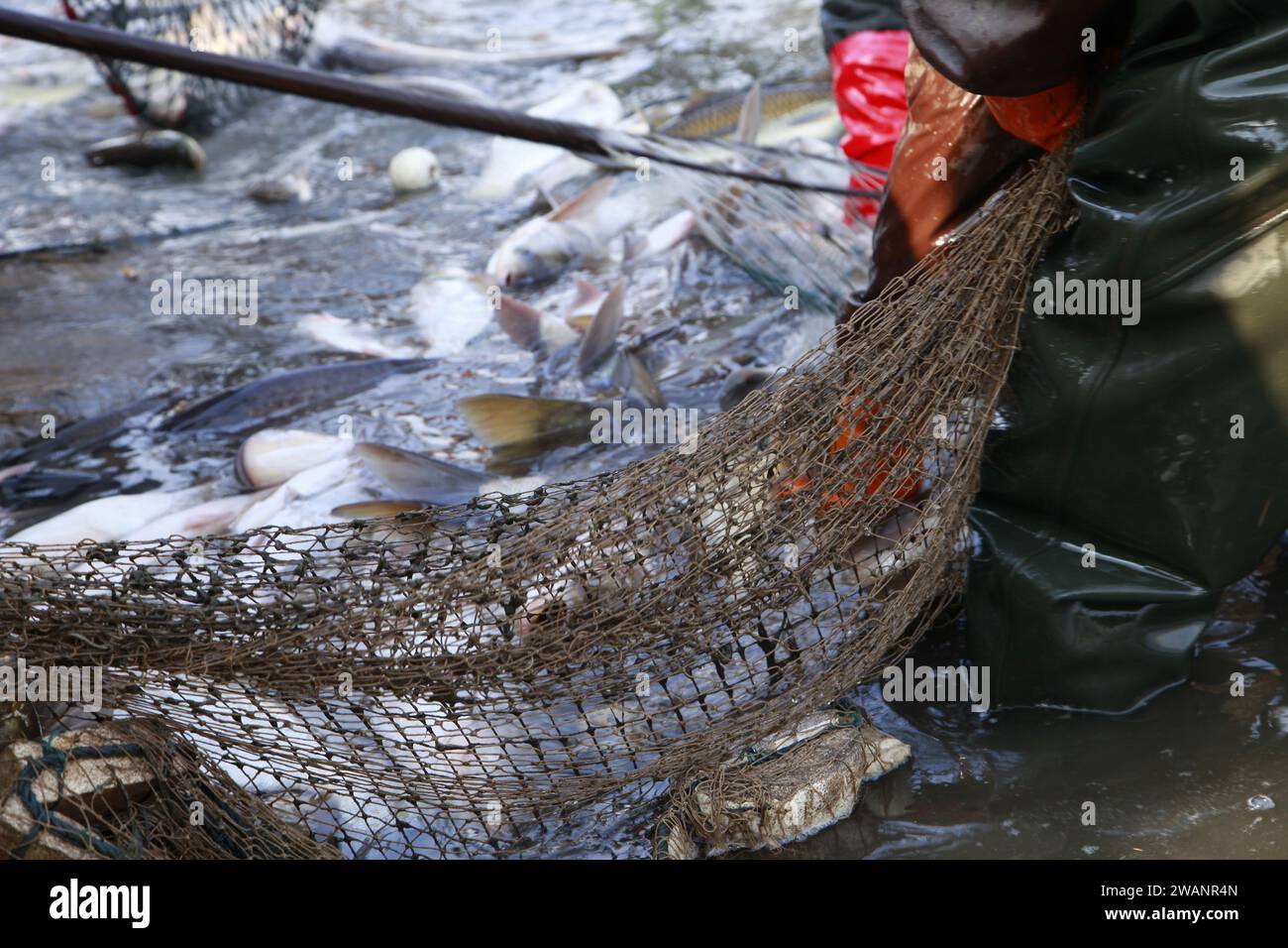 The fish in the water fishing nets Stock Photo - Alamy