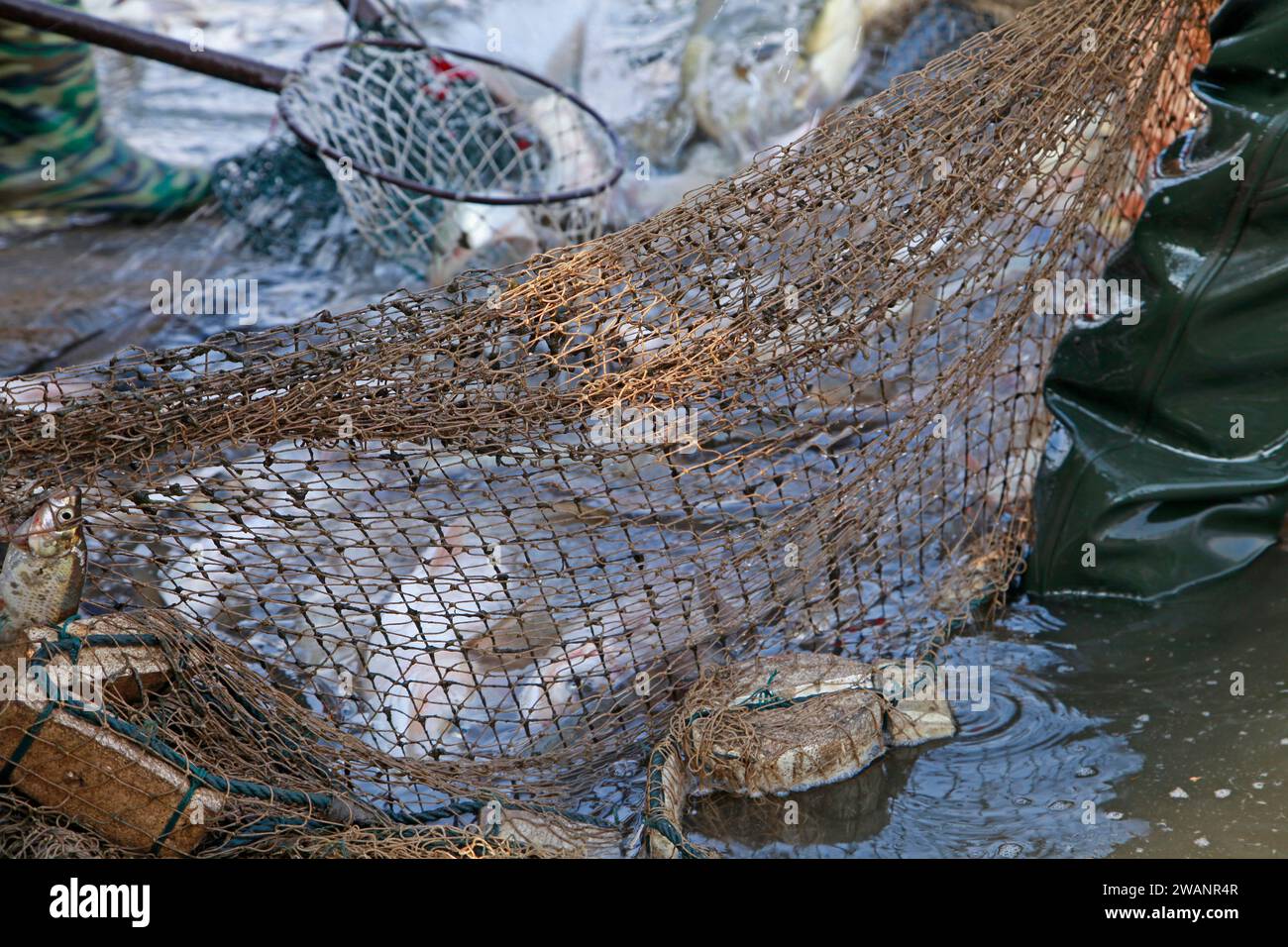 The fish in the water fishing nets Stock Photo - Alamy