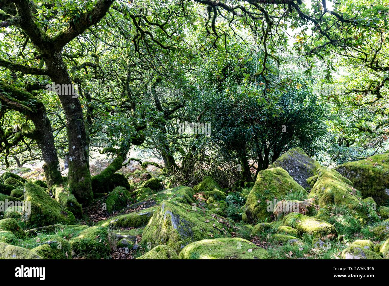 Wistmans wood in Dartmoor national park, inside south end wood with ...