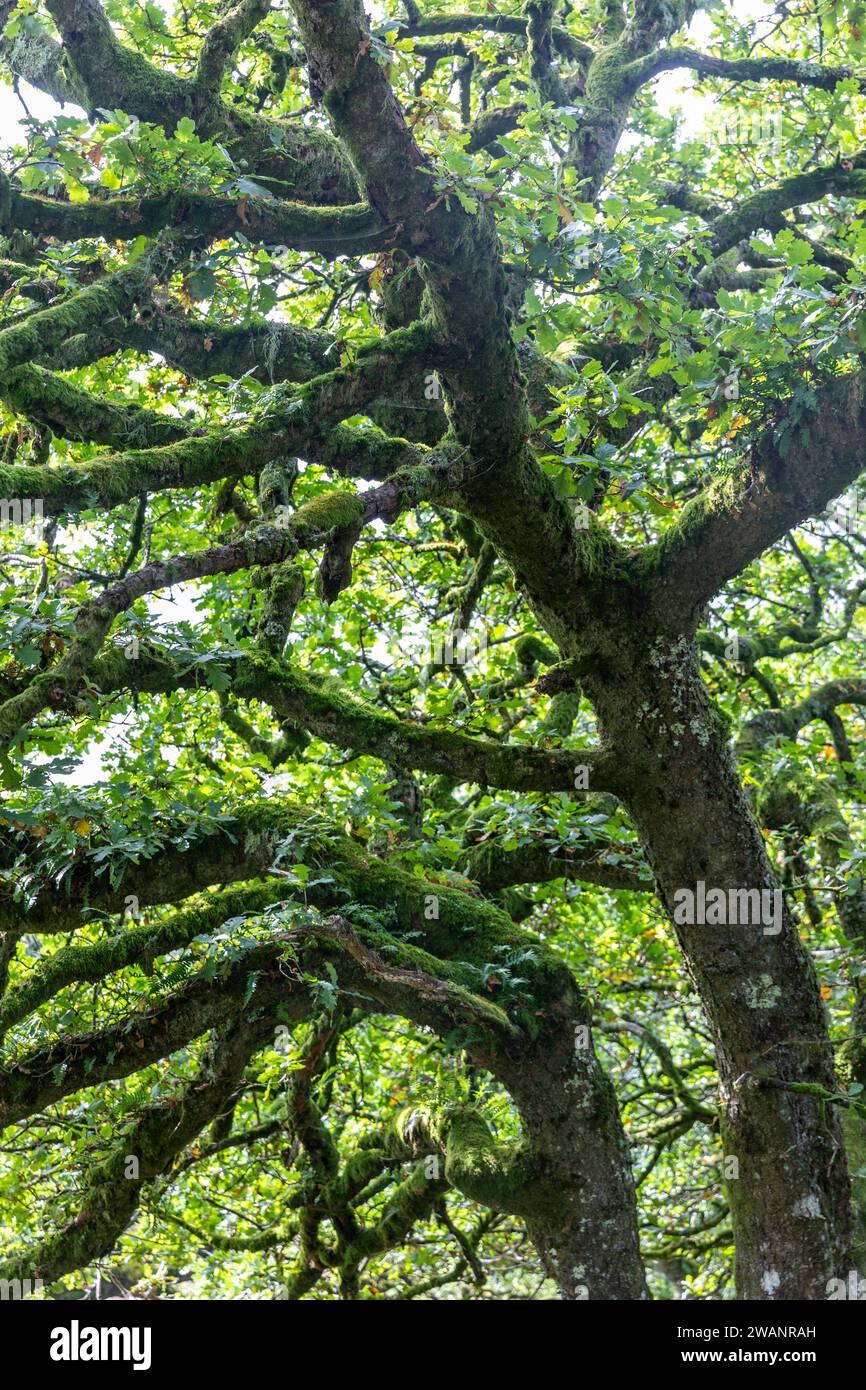 Wistmans wood in Dartmoor national park, inside south end wood with ...