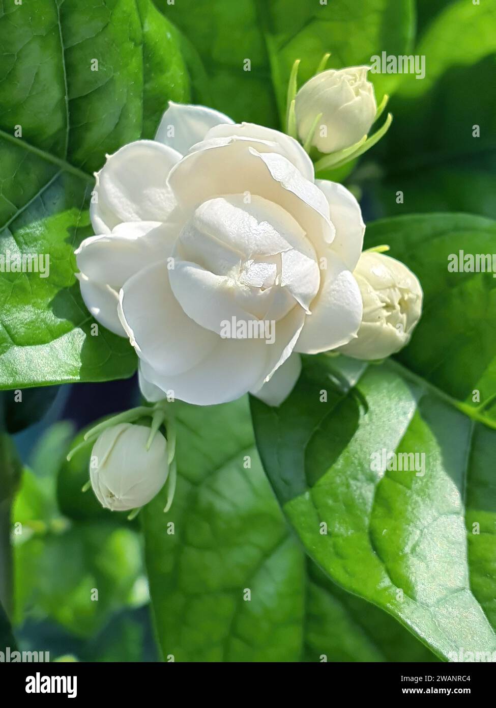 Jasmine tree hi-res stock photography and images - Alamy