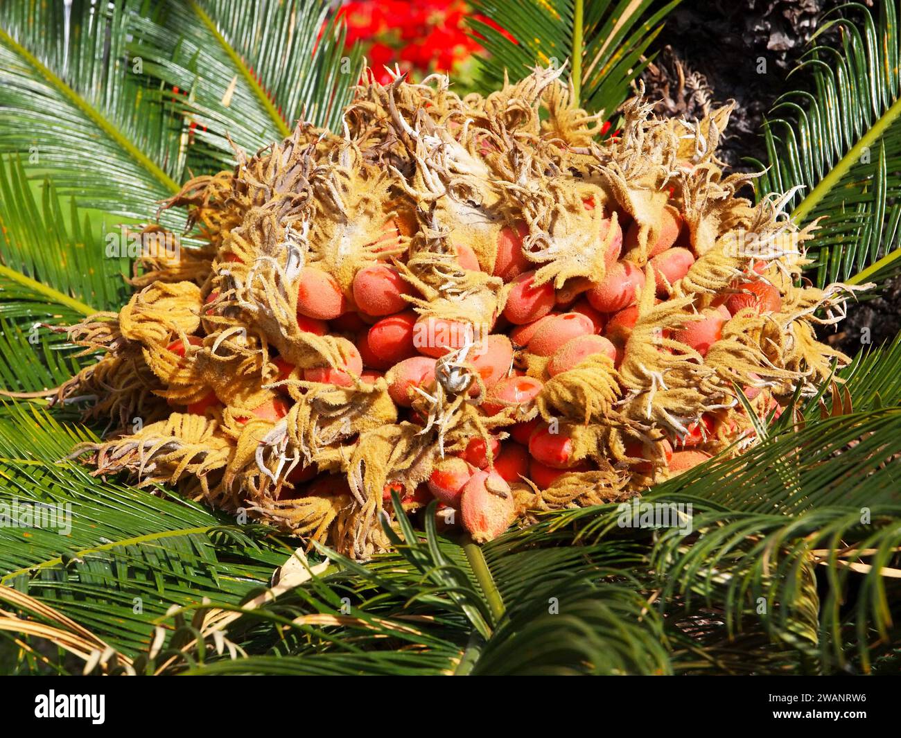 Fruits of Sago palm tree, Cycas revoluta Stock Photo - Alamy