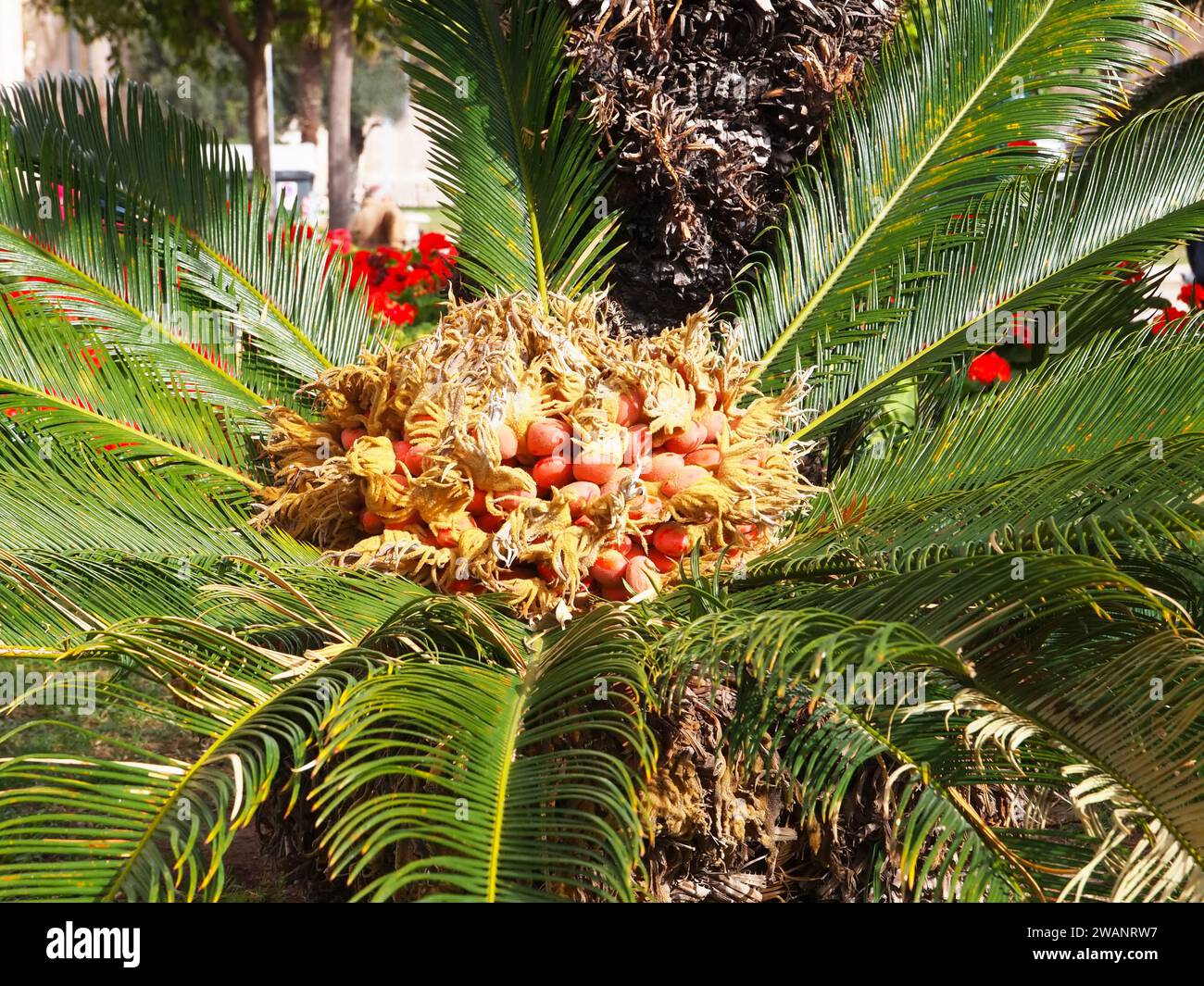 Sago palm tree hi-res stock photography and images - Alamy