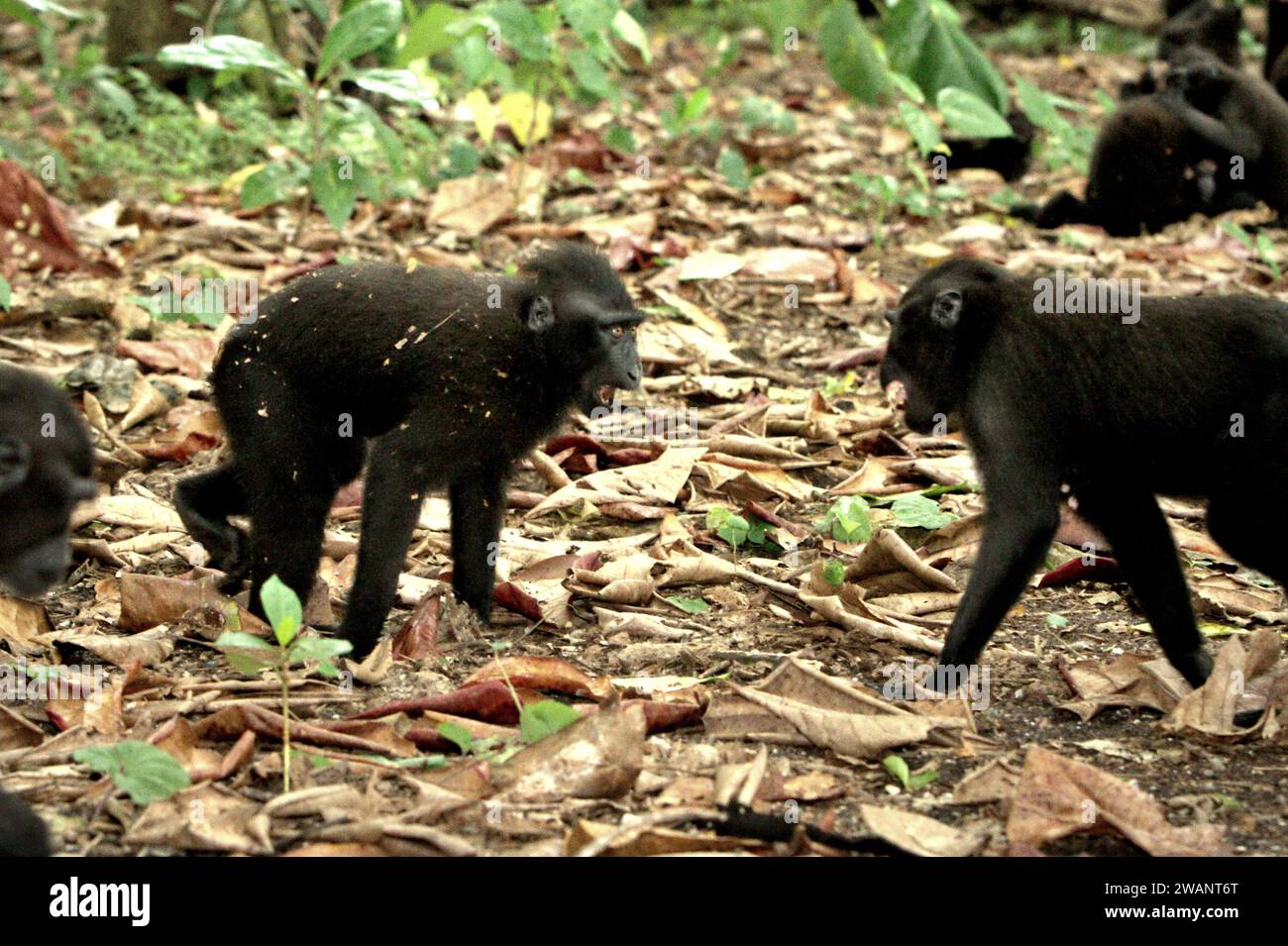 Crested macaques (Macaca nigra) show confronting behavior toward each other, as they are having ...