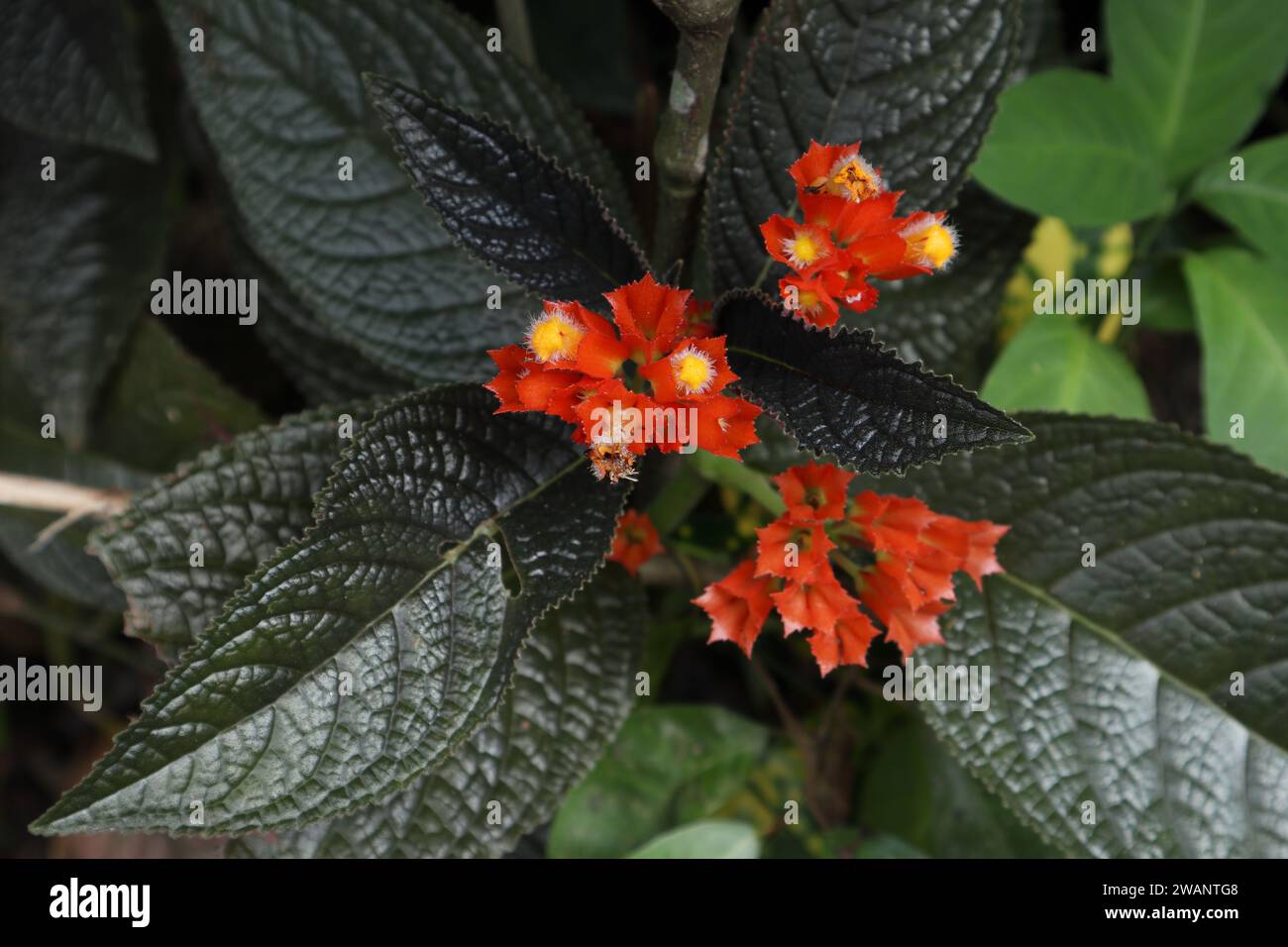 Overhead view of the yellow and orange colored flower clusters of a ...