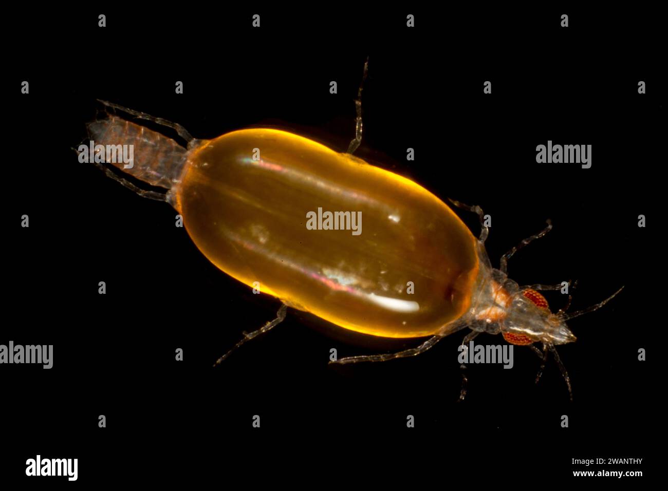 Gnathia hi-res stock photography and images - Alamy