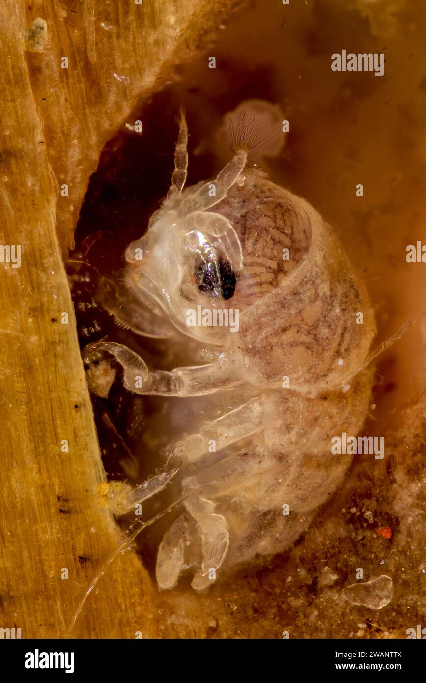 Lignorum hi-res stock photography and images - Alamy