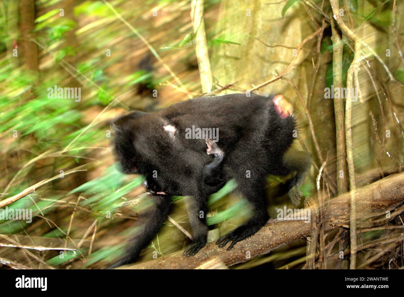 Primate ecosystem change hi-res stock photography and images - Alamy