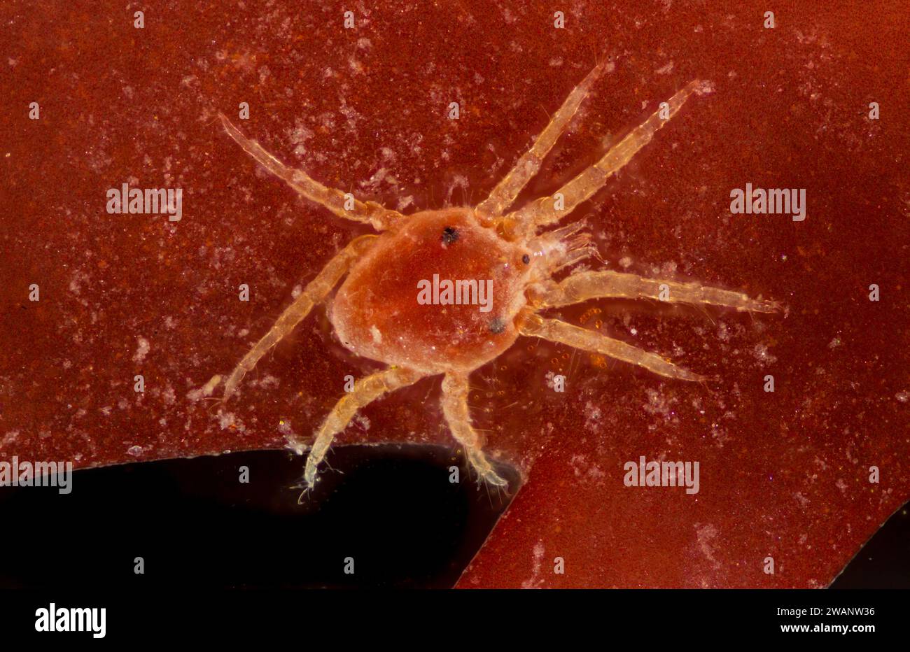 Marine mite hi-res stock photography and images - Alamy