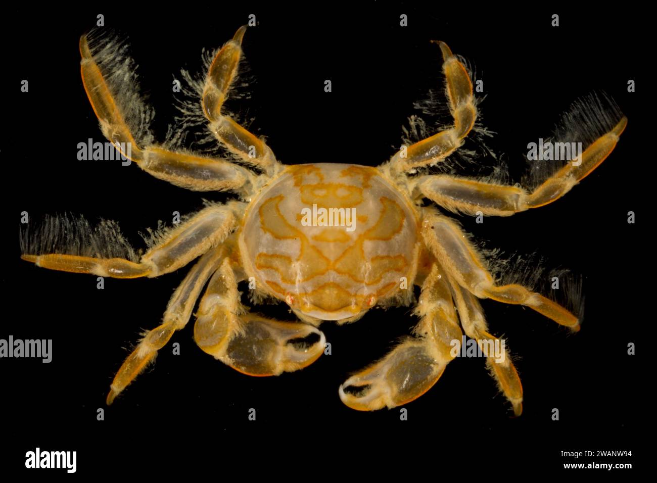 Pea crab male Pinnotheres pisum Stock Photo - Alamy