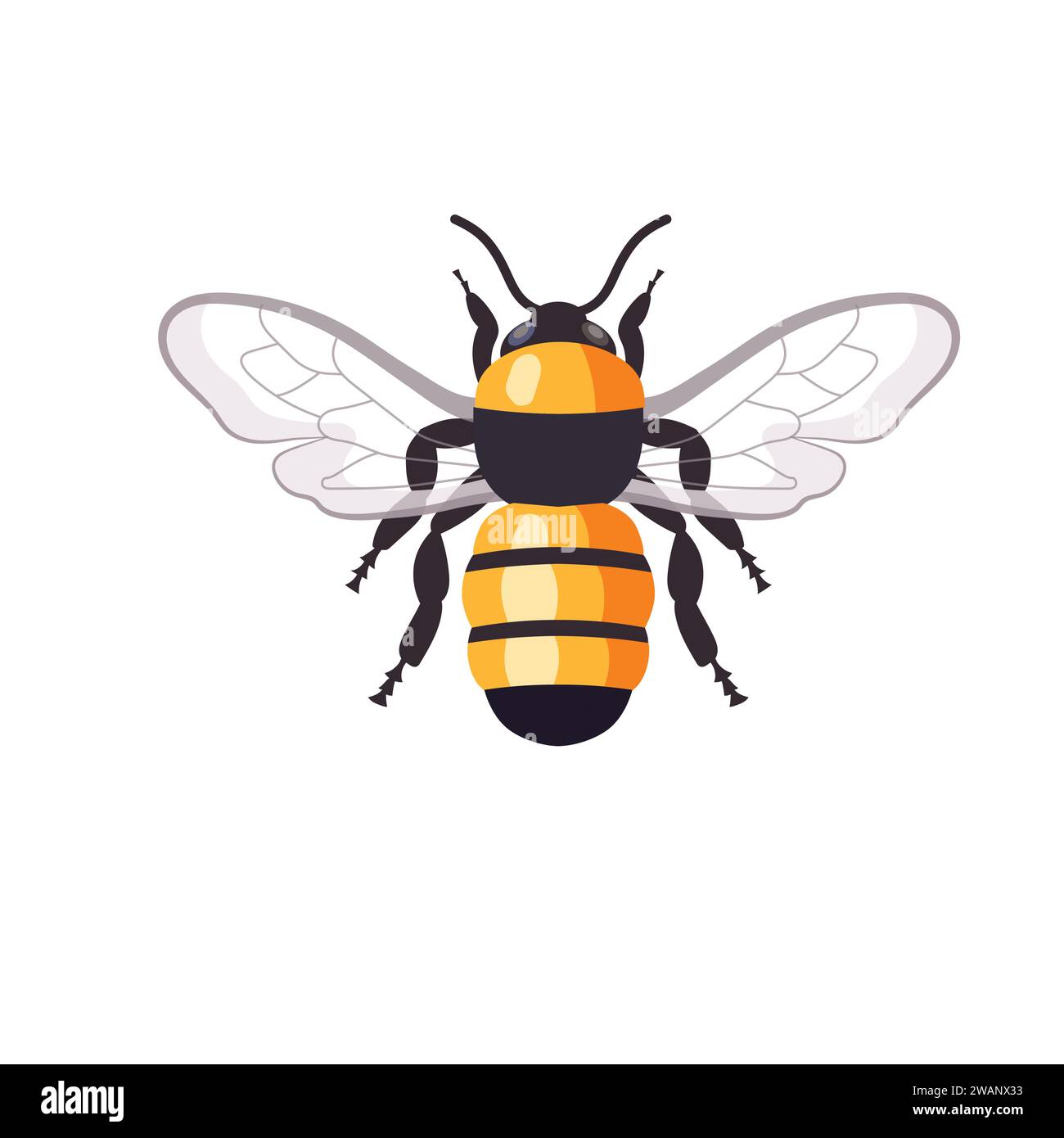 cartoon honey bee vector illustration isolated on white background ...