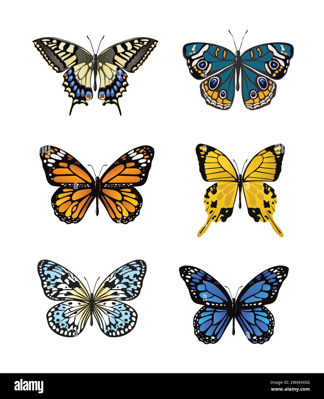 Isolated beautiful colorful butterfly collection vector illustration ...