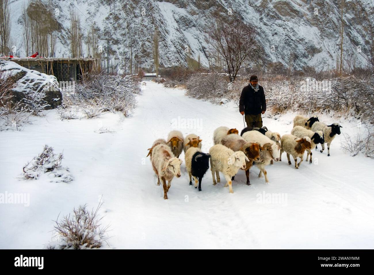 shepherds in the snow mountains in hunza valley , pakistan Stock Photo ...