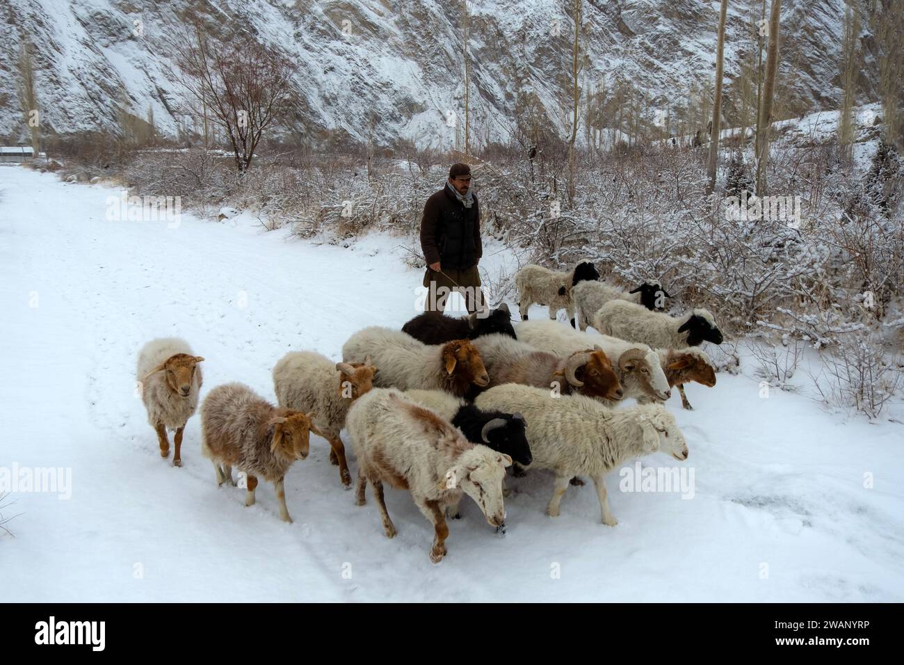 shepherds in the snow mountains in hunza valley , pakistan Stock Photo ...