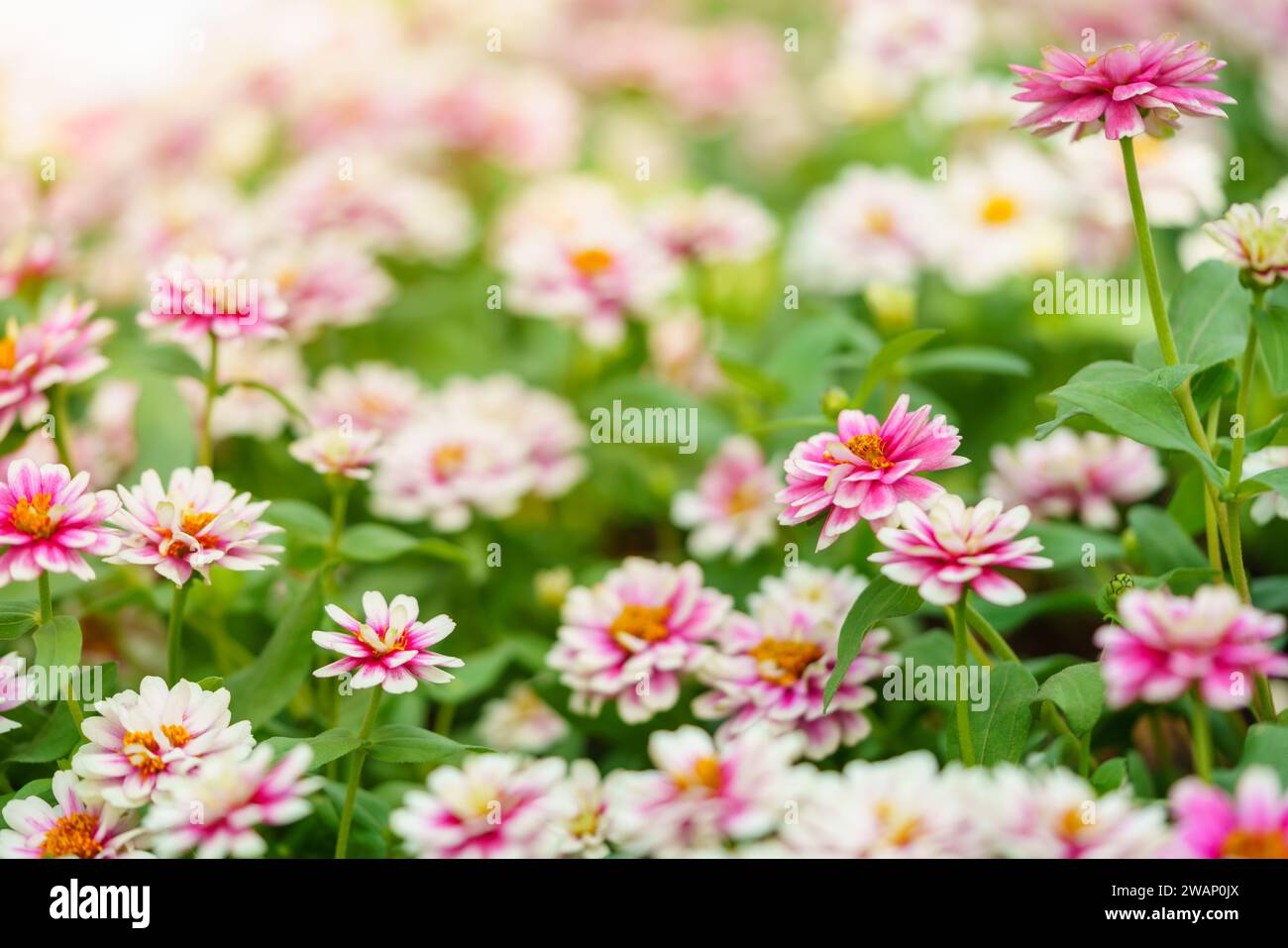 Closeup of pink and white Zinnia flower under sunlight using as ...