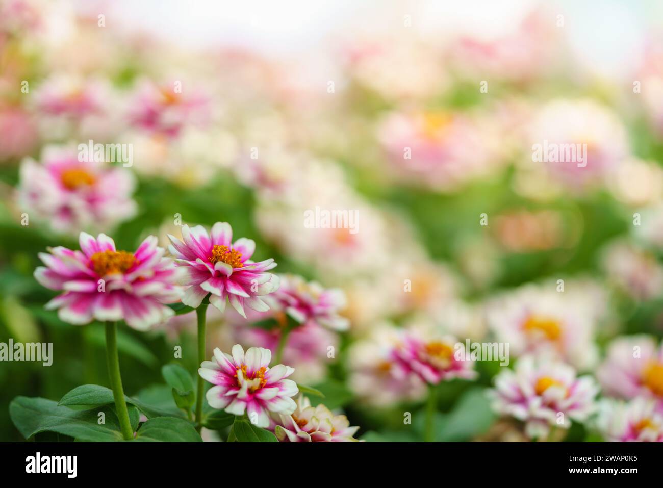 Closeup of pink and white Zinnia flower under sunlight using as ...