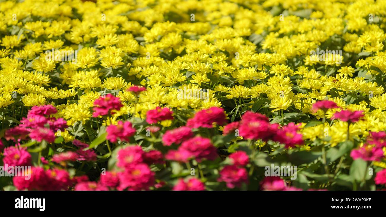 Closeup of yellow and red Gerbera flower under sunlight using as ...