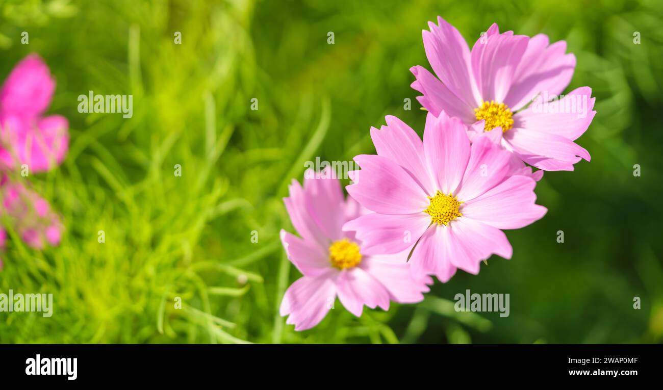 Top view and closeup of pink Cosmos flower under sunlight with copy ...