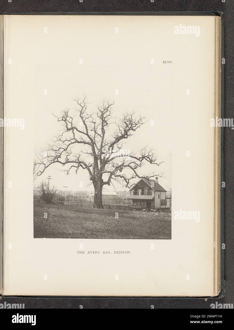 The Avery oak, Dedham, c. 1880 - in or before 1890 photomechanical ...