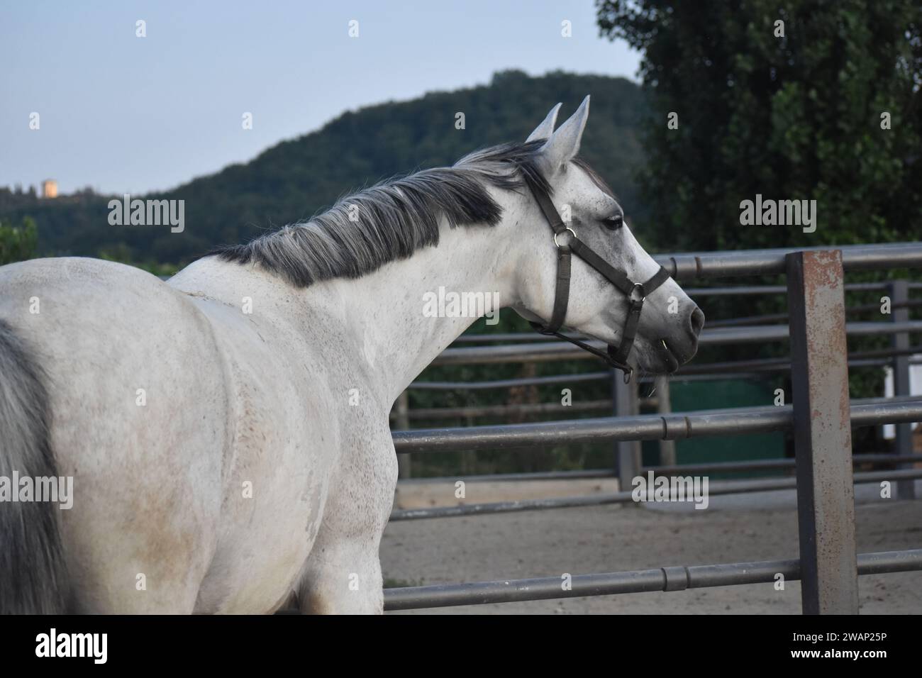 The Majestic Stallion: walks with pride and peace, enjoying the fresh ...