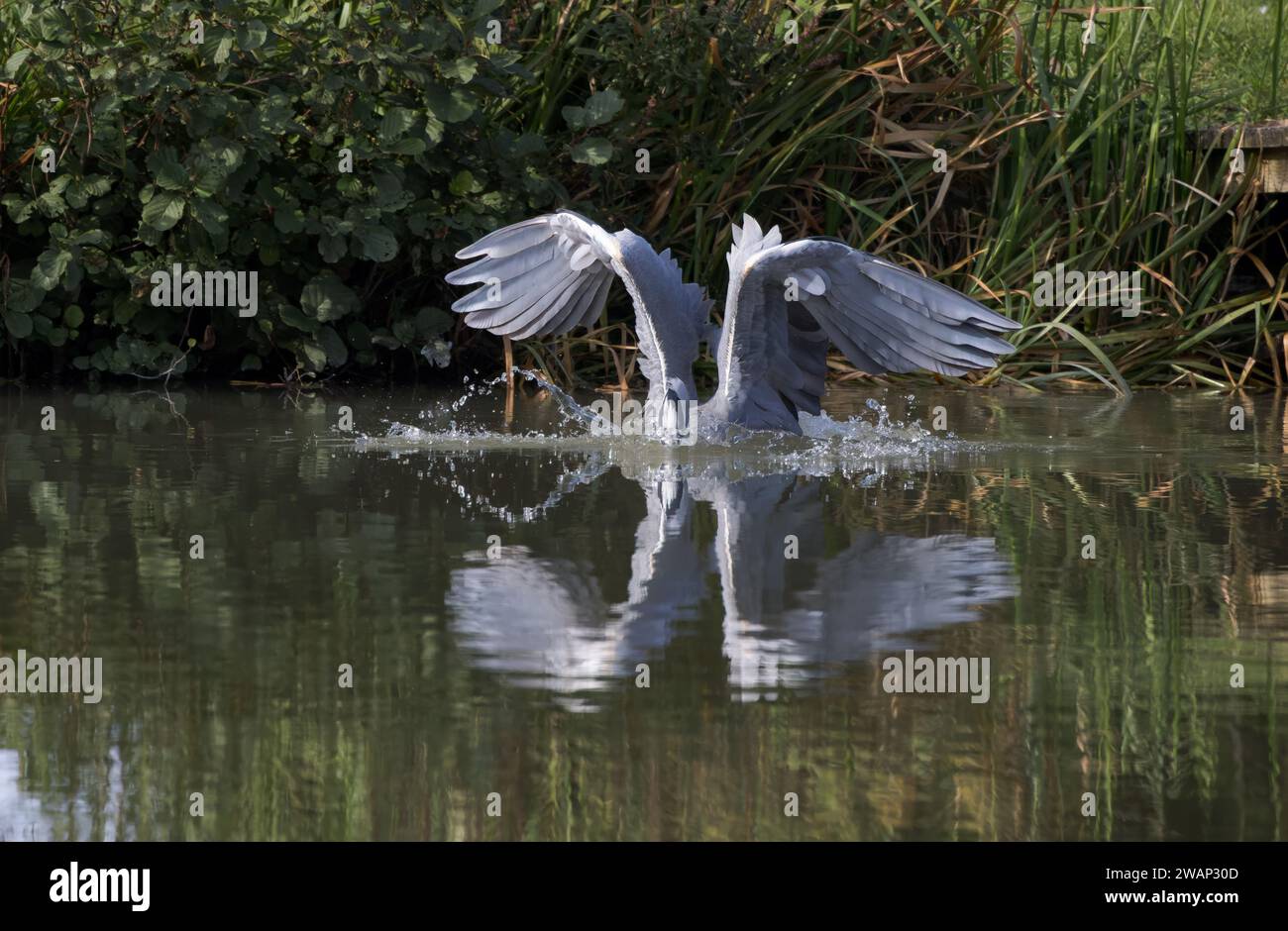 Grey Heron [ Ardea cinerea ] diving into pond for a fish with head ...