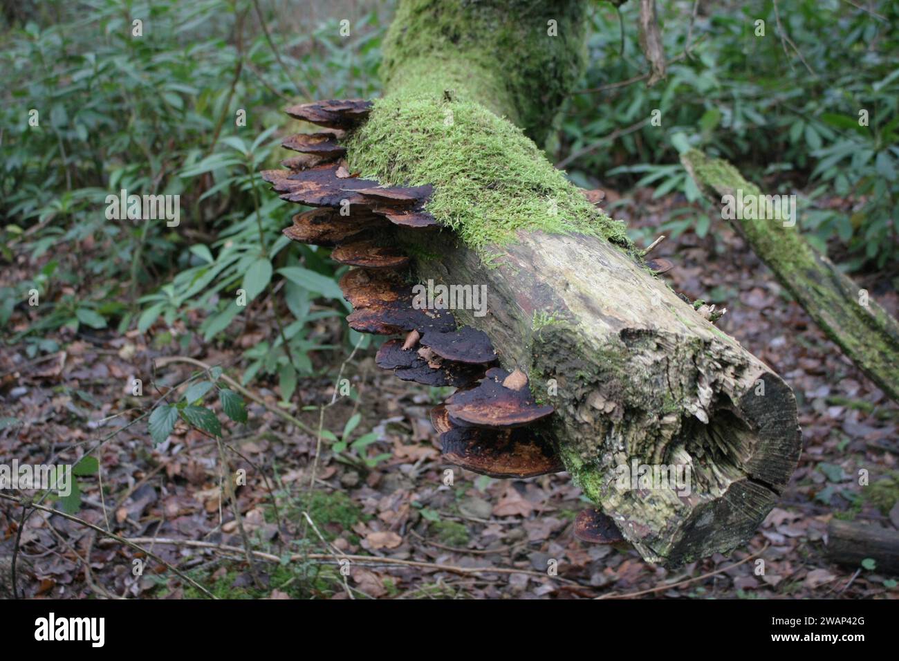 Fungi growing on a rotting branch in Tilgate Forest West Sussex England ...