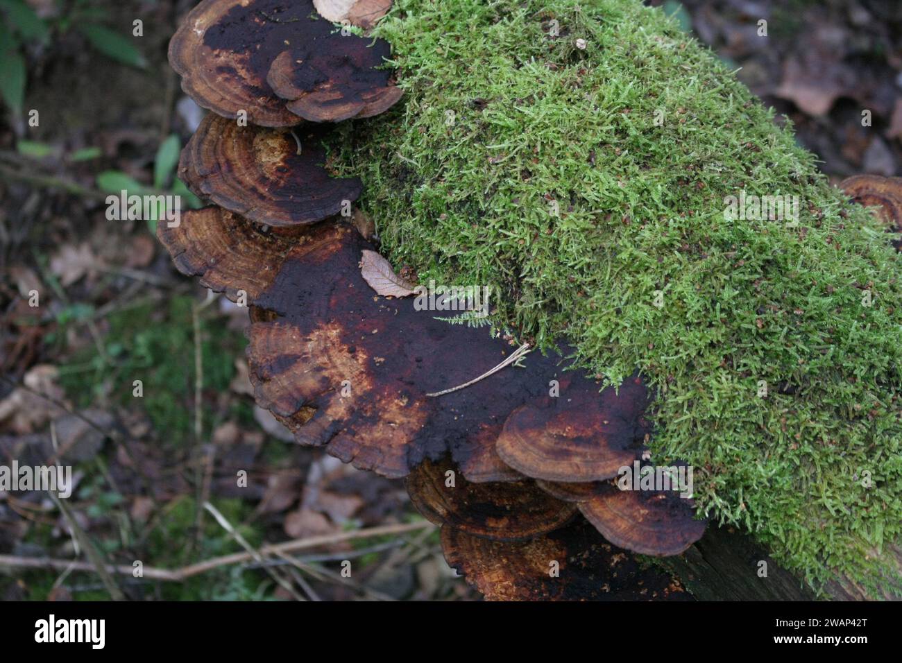 Wood rotting fungi hi-res stock photography and images - Alamy