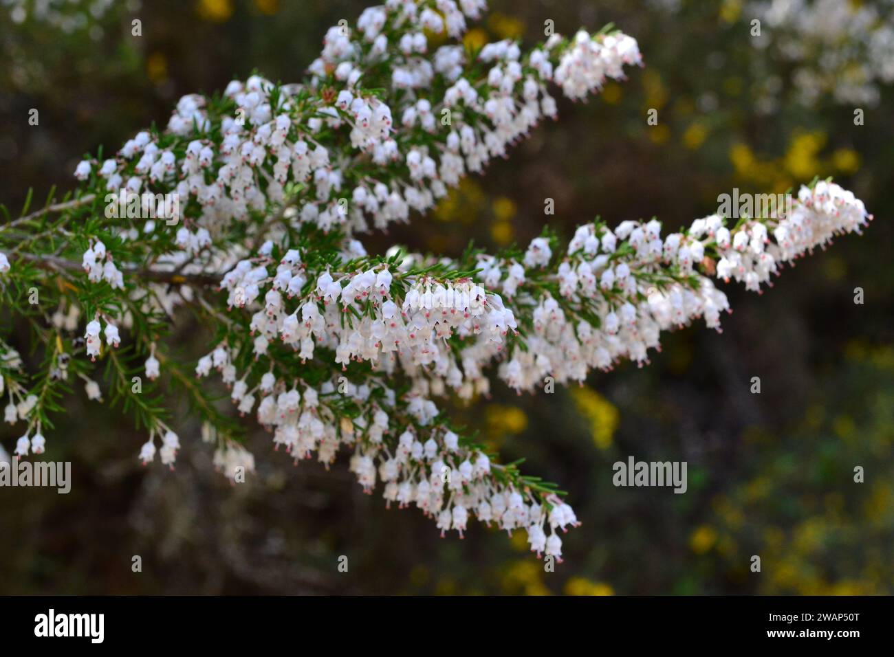 Erica bosque hi-res stock photography and images - Alamy