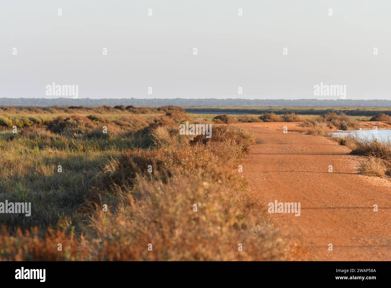Marshland ecosystem hi-res stock photography and images - Alamy