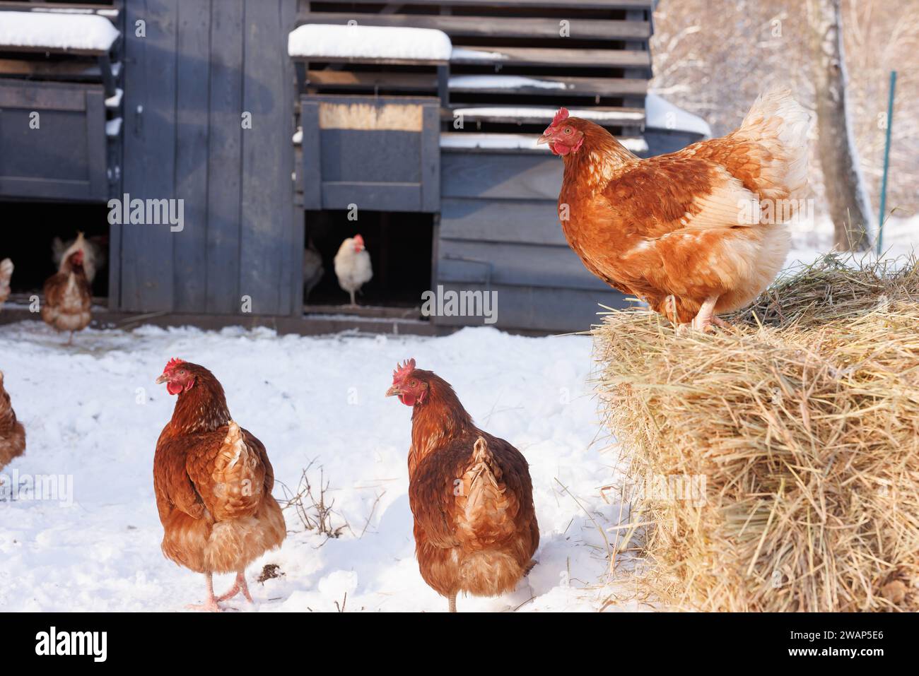 chicken eats feed and grain on eco poultry farm, free range poultry ...