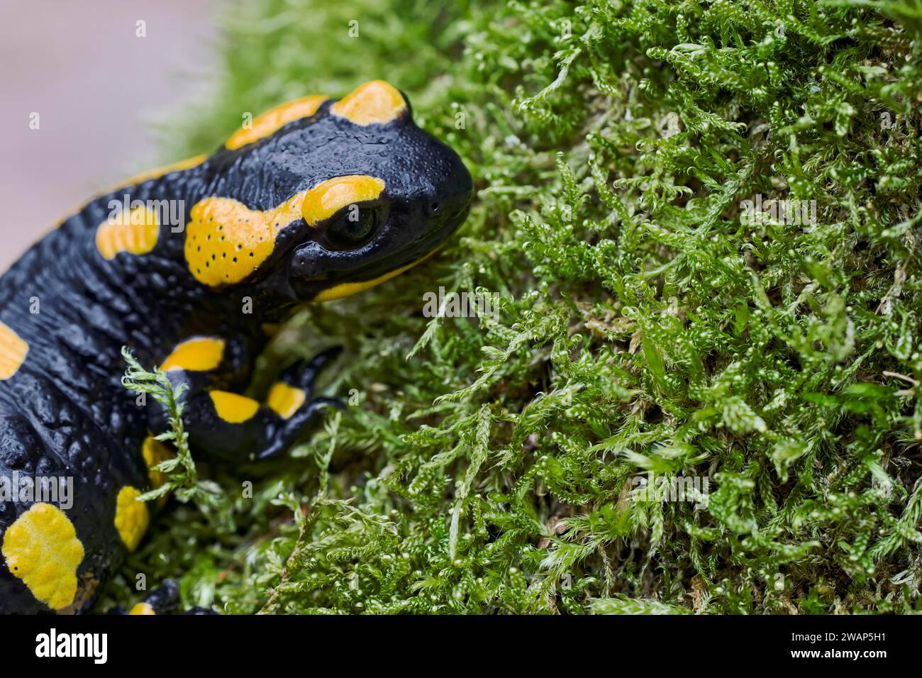 Fire salamander (Salamandra salamandra), Lower Saxony, Germany Stock ...