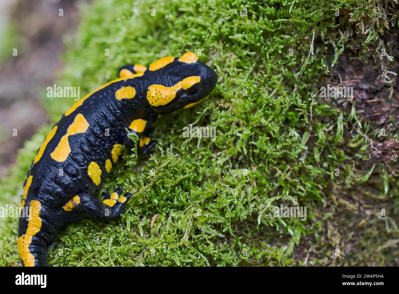 Fire salamander (Salamandra salamandra), Lower Saxony, Germany Stock ...