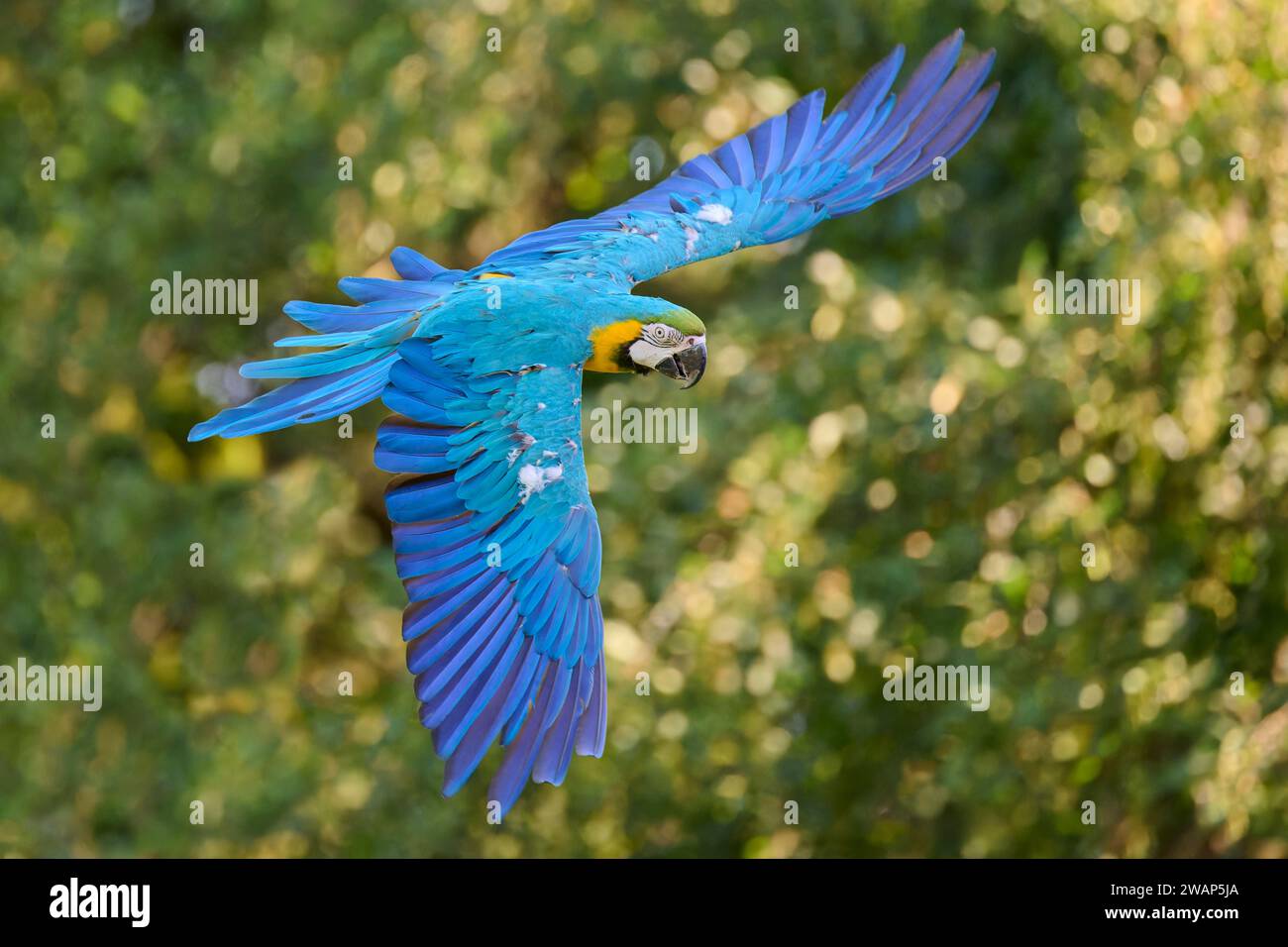 Macaw bird in animal captivity hi-res stock photography and images - Alamy