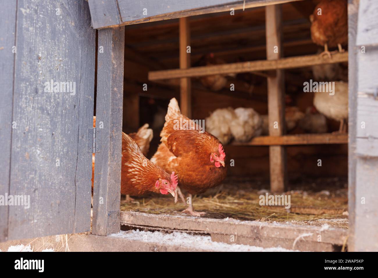 a flock of chickens in a chicken coop on an eco farm, free-range ...