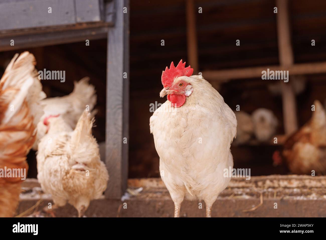 Poultry farming resources hi-res stock photography and images - Alamy