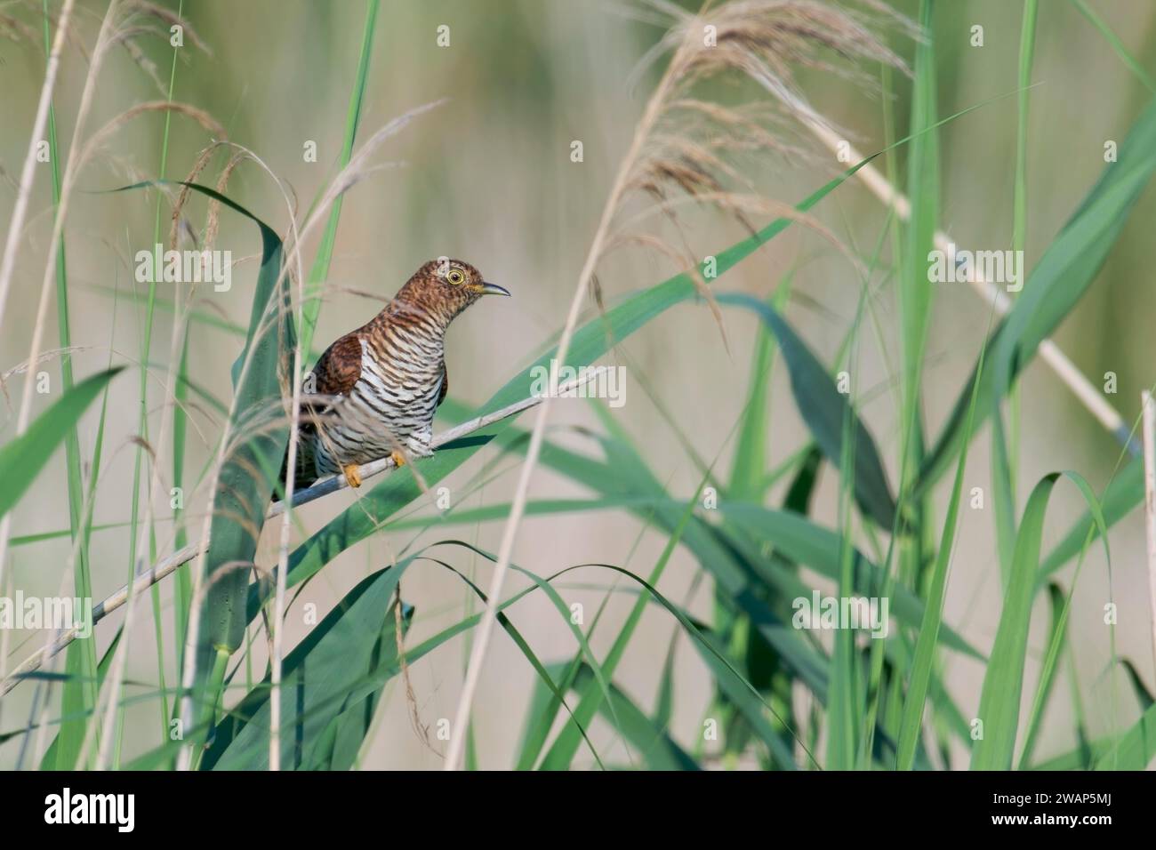 Common cuckoo (Cuculus canorus) female, Lower Saxony, Germany, Europe ...